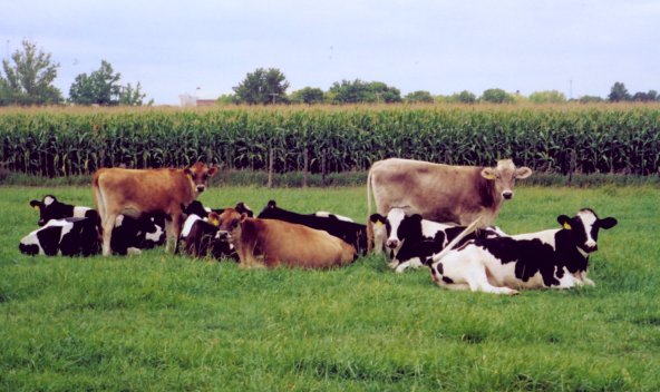 You have two cows - Uncyclopedia, the content-free encyclopedia