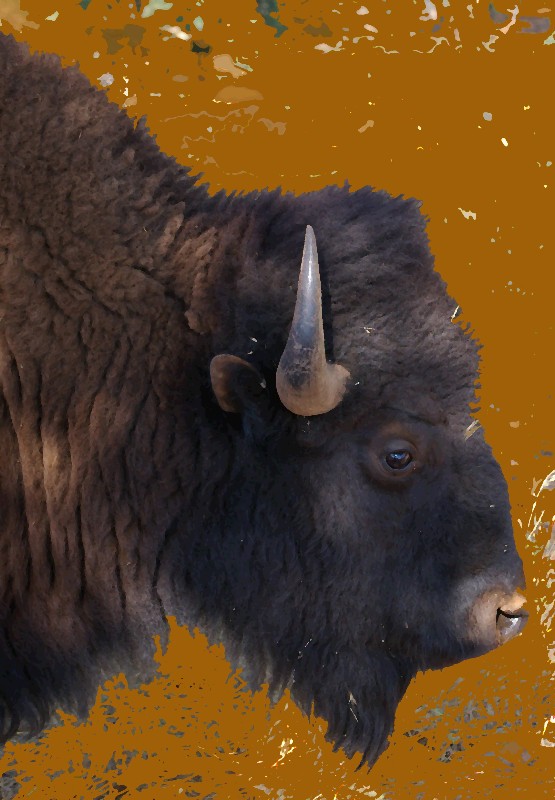 Buffalo Bill - Uncyclopedia, the content-free encyclopedia