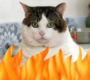 NEDM - Uncyclopedia, the content-free encyclopedia