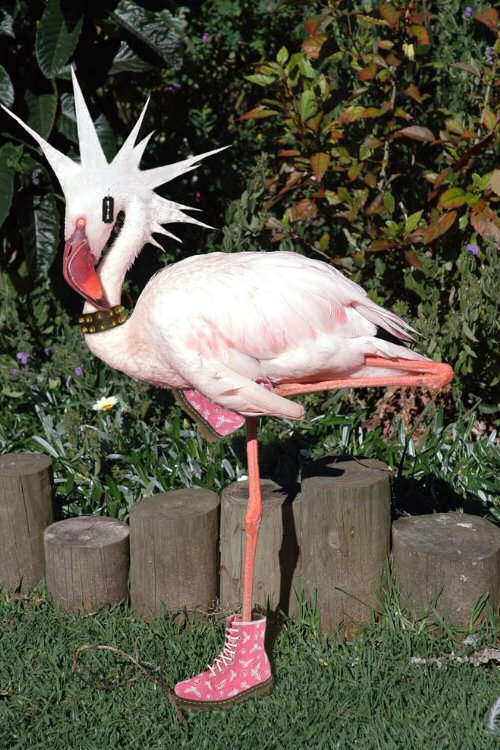 Flamingo - Uncyclopedia, the content-free encyclopedia