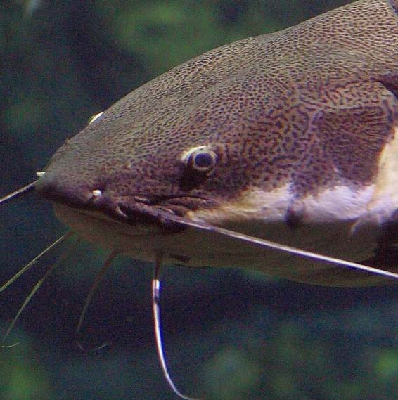 Catfish - Uncyclopedia, the content-free encyclopedia
