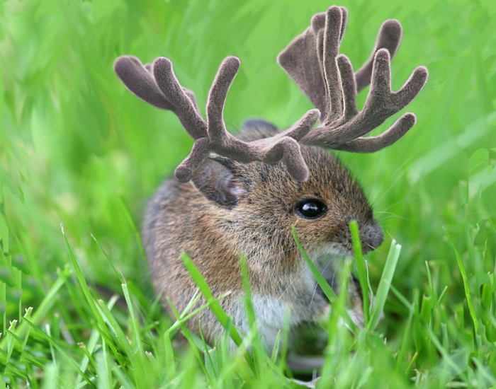 Bull mouse - Uncyclopedia, the content-free encyclopedia