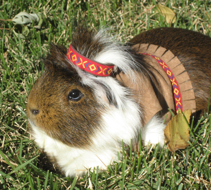 Guinea pig - Uncyclopedia, the content-free encyclopedia