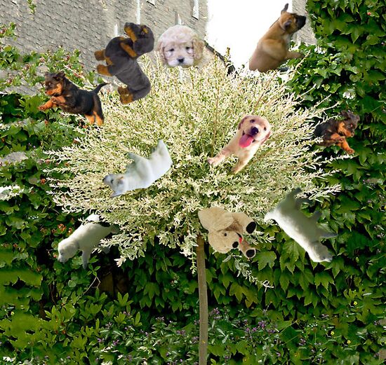 Puppy - Uncyclopedia, the content-free encyclopedia