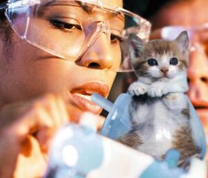 Kitten Huffing - Uncyclopedia, the content-free encyclopedia