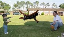 Cat juggling - Uncyclopedia, the content-free encyclopedia