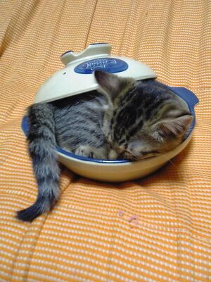 Kitten Huffing - Uncyclopedia, the content-free encyclopedia