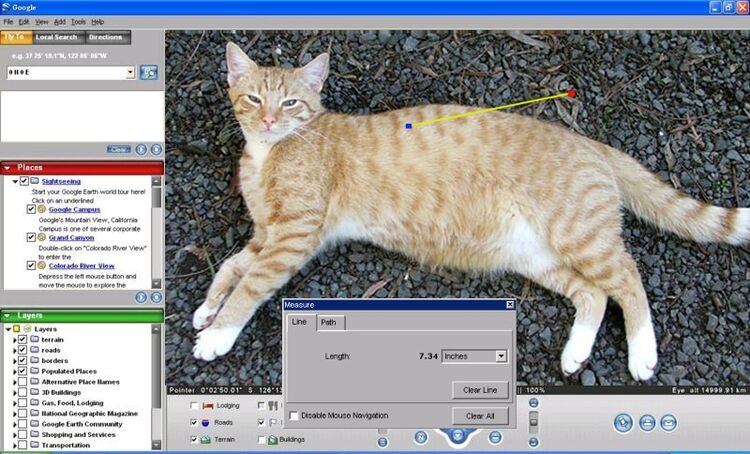 Google Cat - Uncyclopedia, the content-free encyclopedia