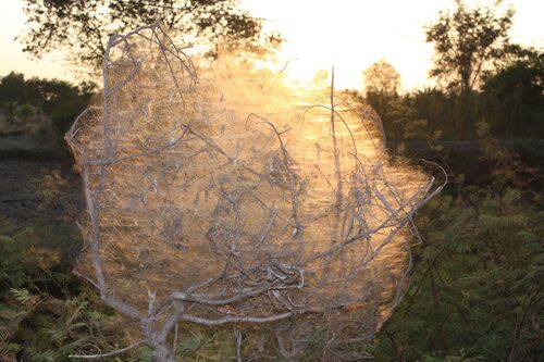 Arachnism - Uncyclopedia, the content-free encyclopedia