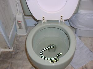 Sewer Snake - Uncyclopedia, the content-free encyclopedia